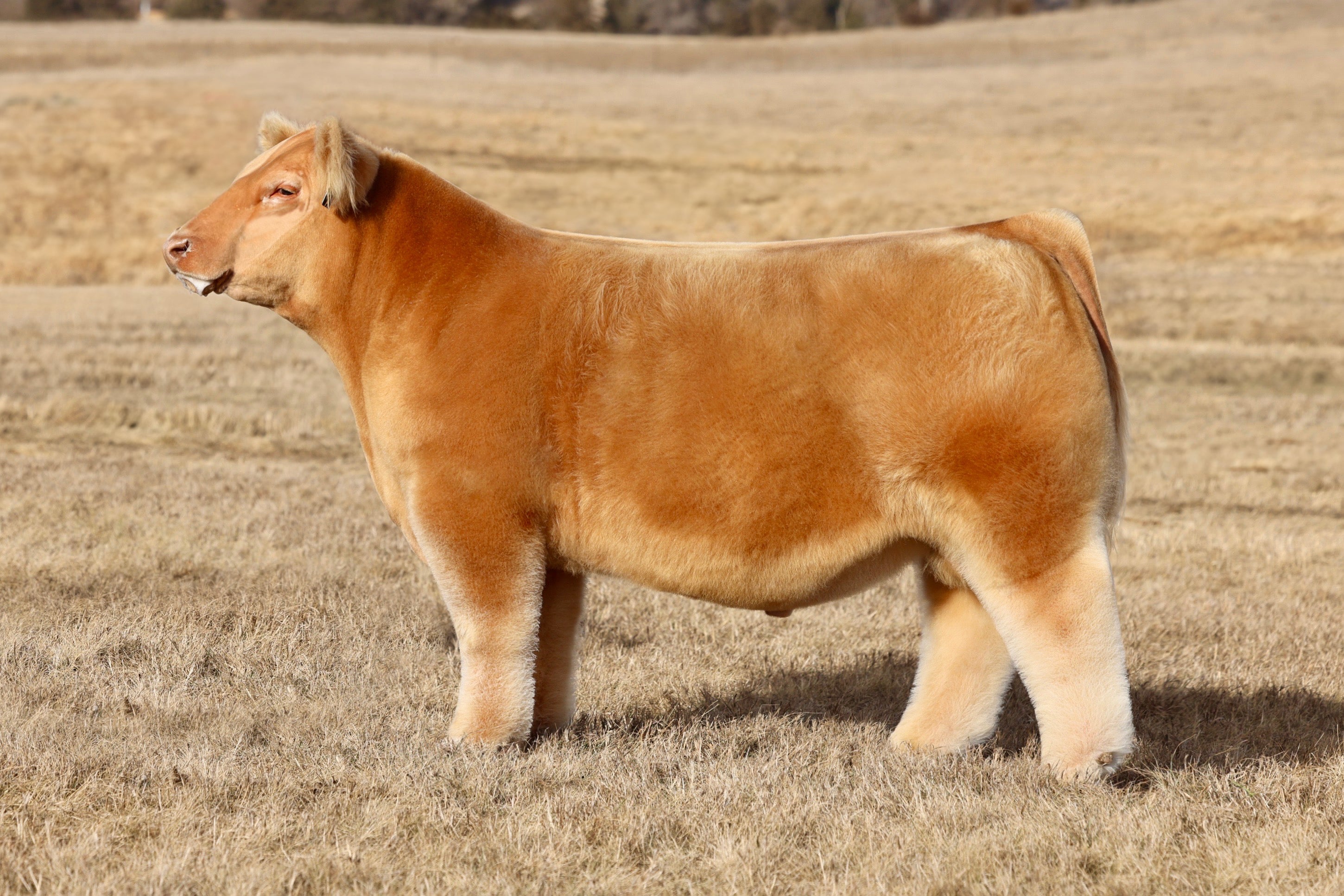 Greater Good – GRISWOLD CATTLE