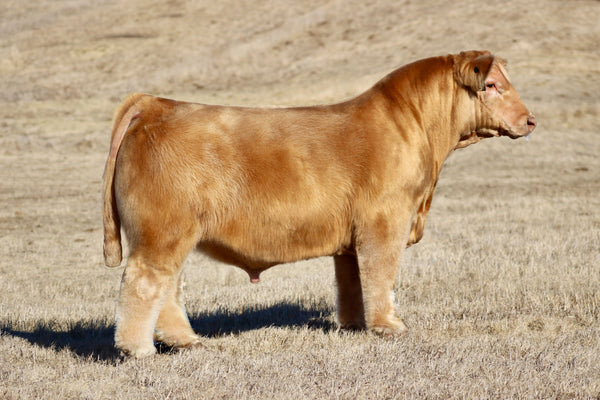 Golden Rule Griswold Cattle