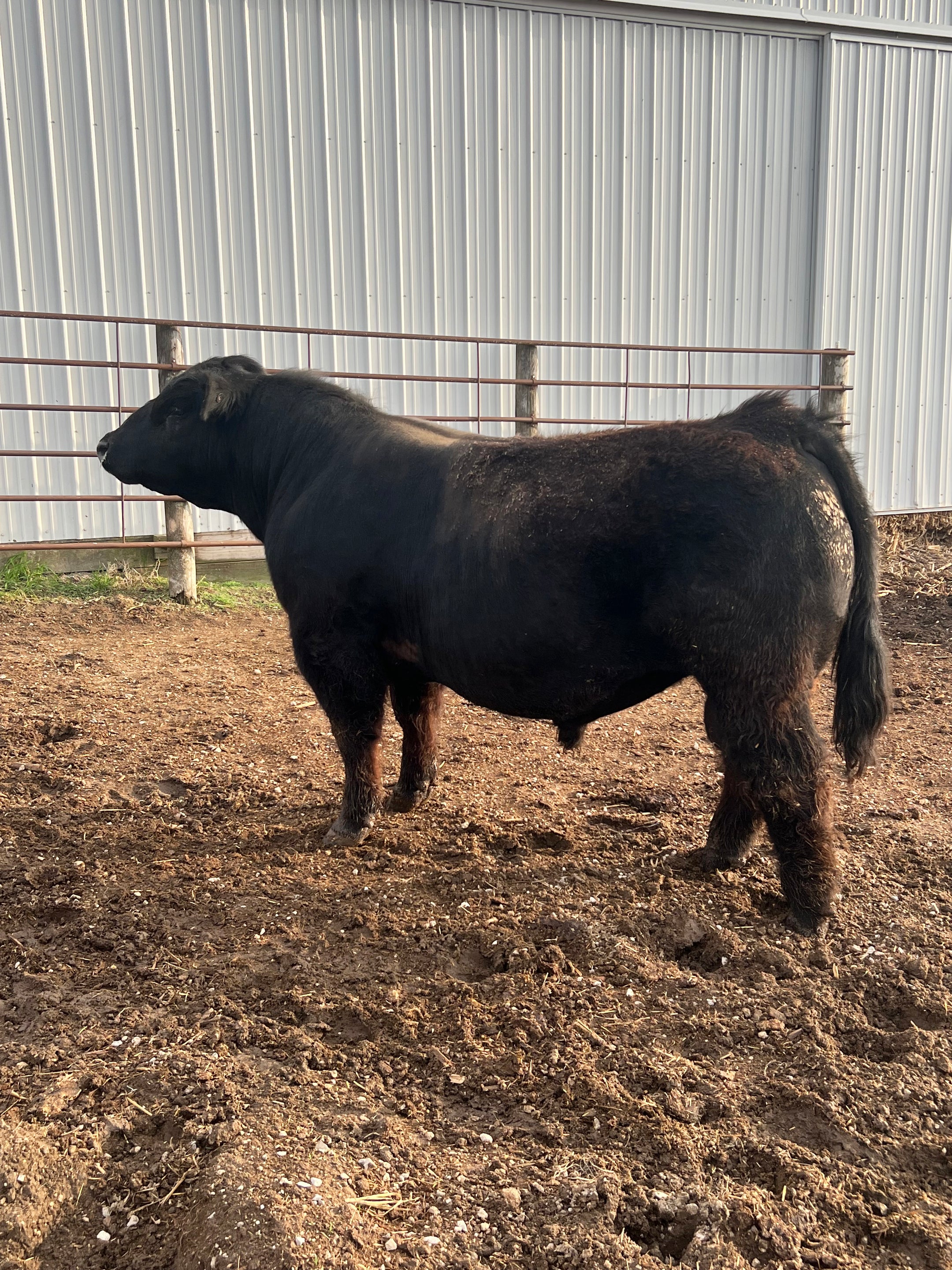 Composite – GRISWOLD CATTLE