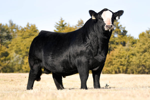 On the Run – GRISWOLD CATTLE