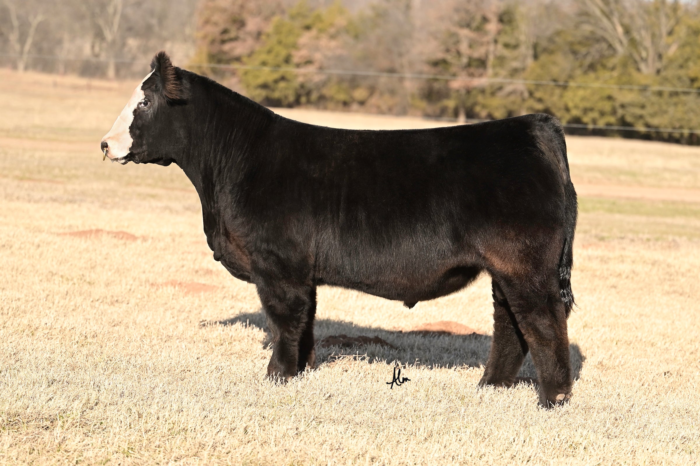 Unrelenting – GRISWOLD CATTLE