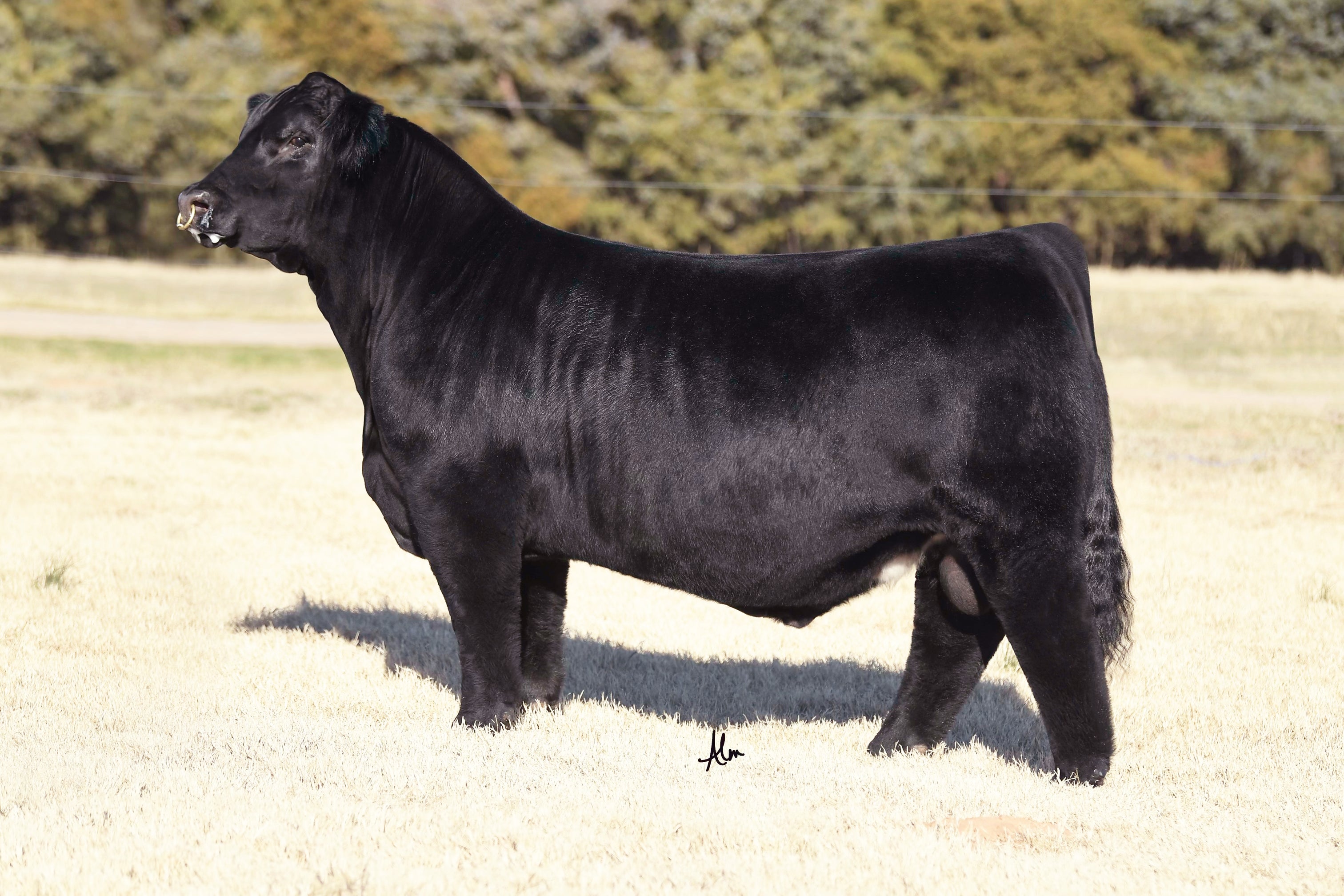 Simmental Cow