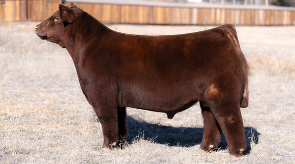 Ready for War – GRISWOLD CATTLE