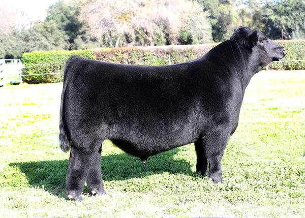Timeless – GRISWOLD CATTLE