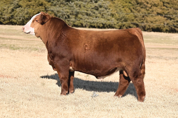 Fireball – GRISWOLD CATTLE