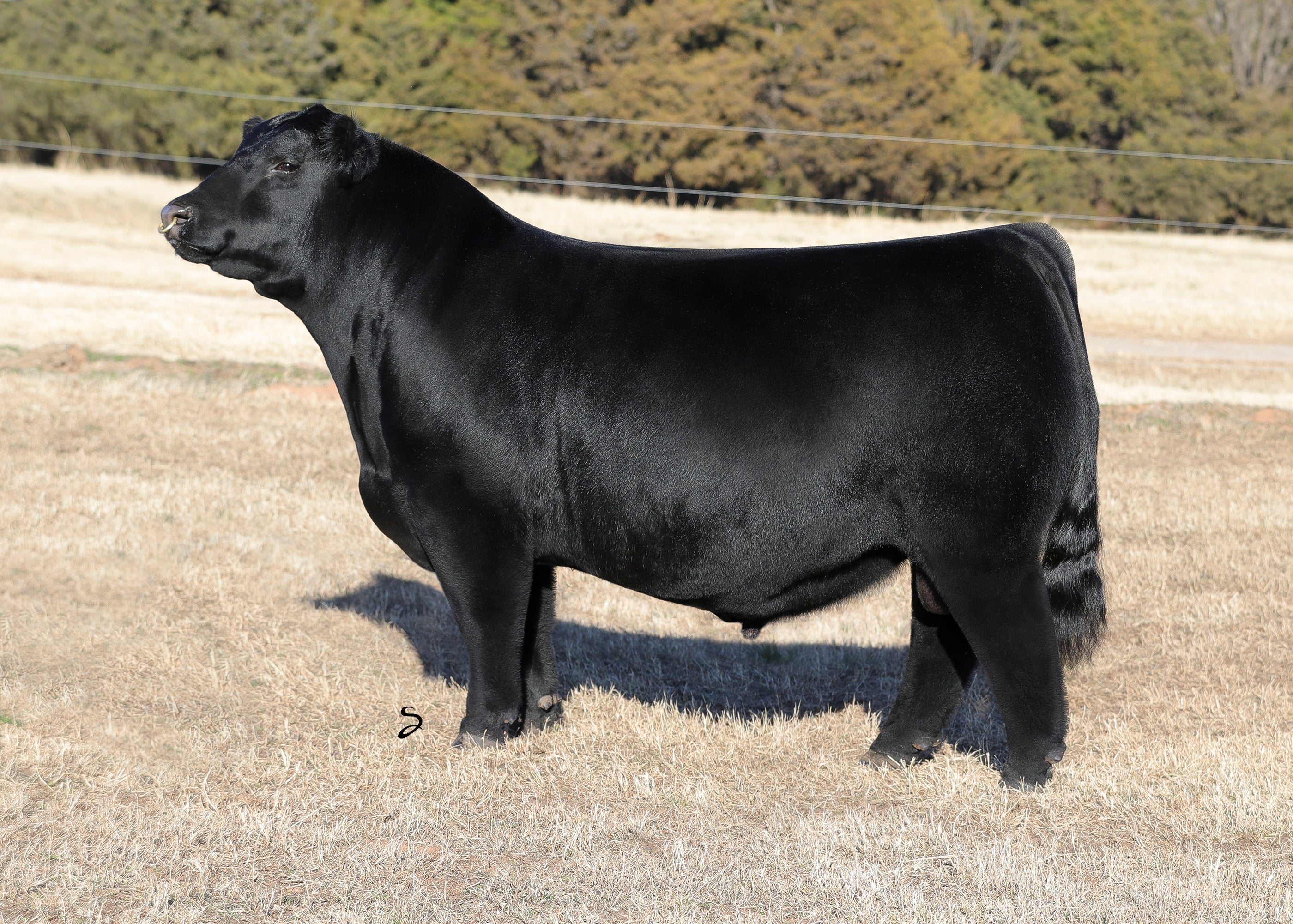 Maine Anjou – GRISWOLD CATTLE