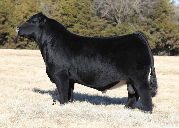 County O – GRISWOLD CATTLE