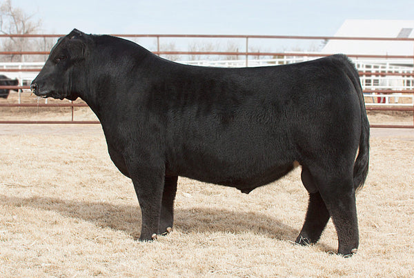 Data Bank – GRISWOLD CATTLE
