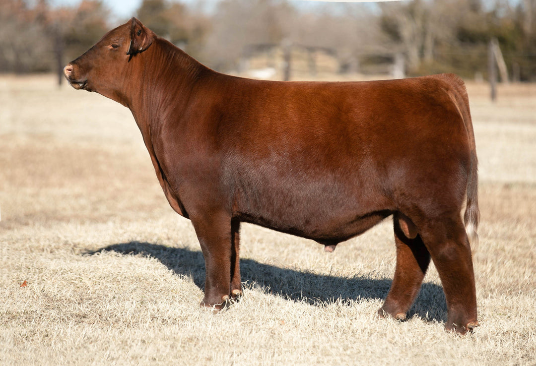 Red Angus – GRISWOLD CATTLE
