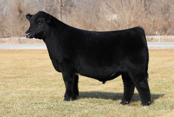Hybrid – GRISWOLD CATTLE