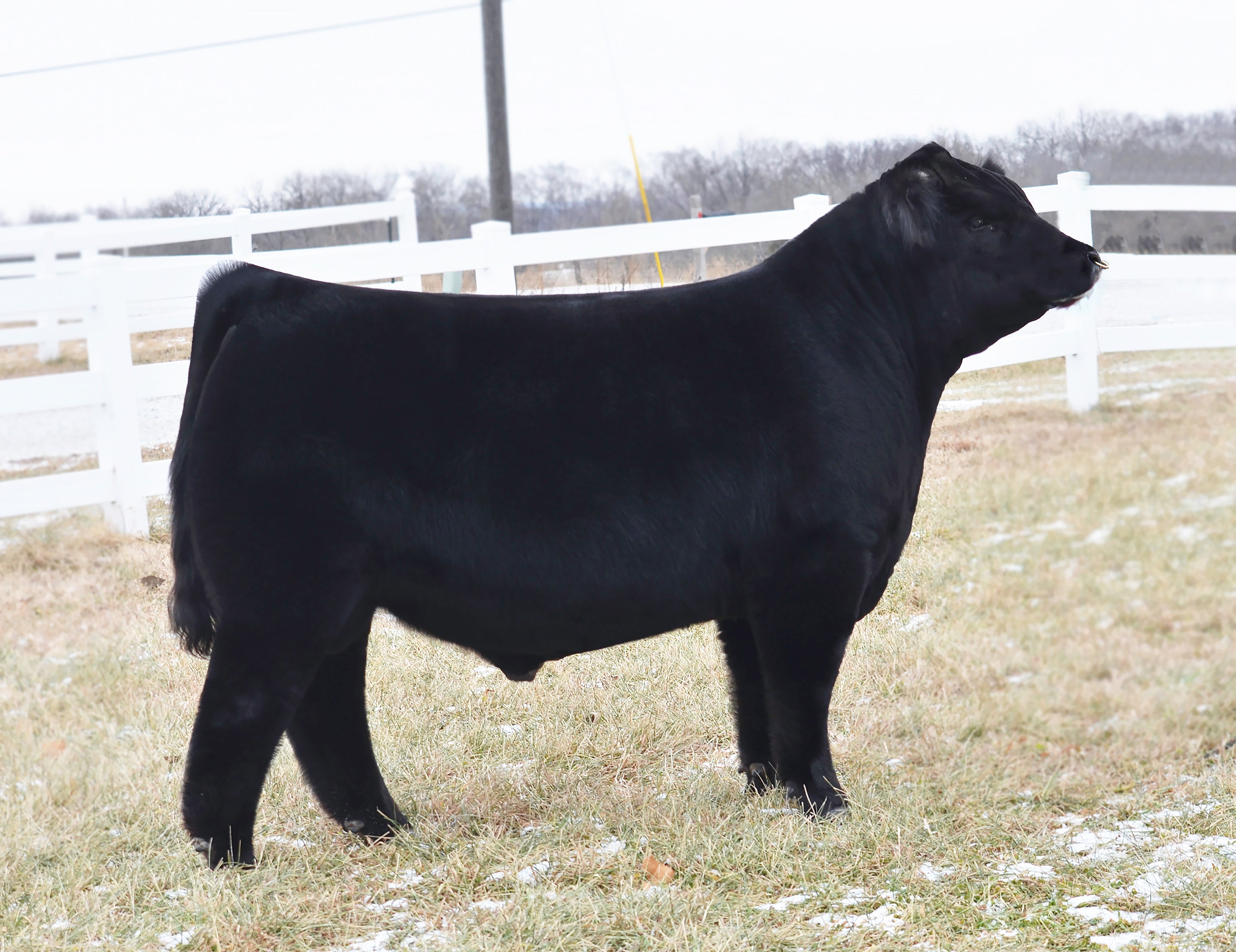 Collections – GRISWOLD CATTLE