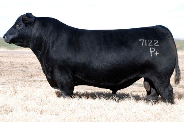 Jet Set – GRISWOLD CATTLE