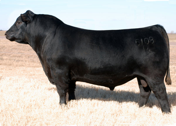 Duff New Edition – GRISWOLD CATTLE