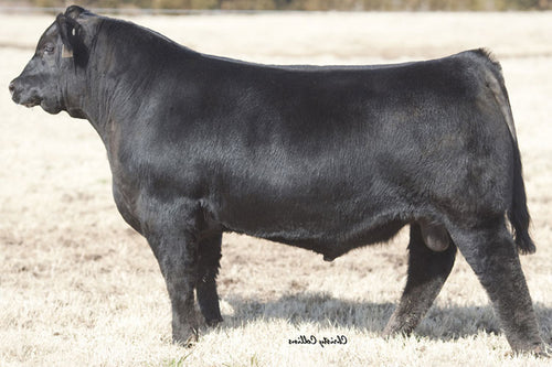 Calving Ease – GRISWOLD CATTLE