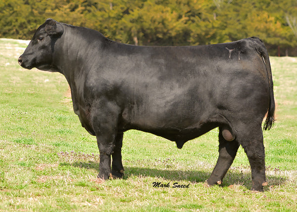 Cornerstone – GRISWOLD CATTLE