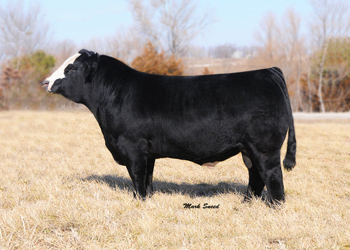 Simmental – GRISWOLD CATTLE