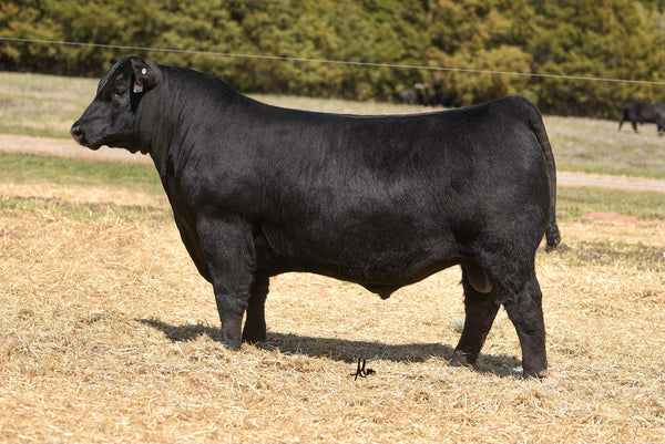 Unreal – GRISWOLD CATTLE