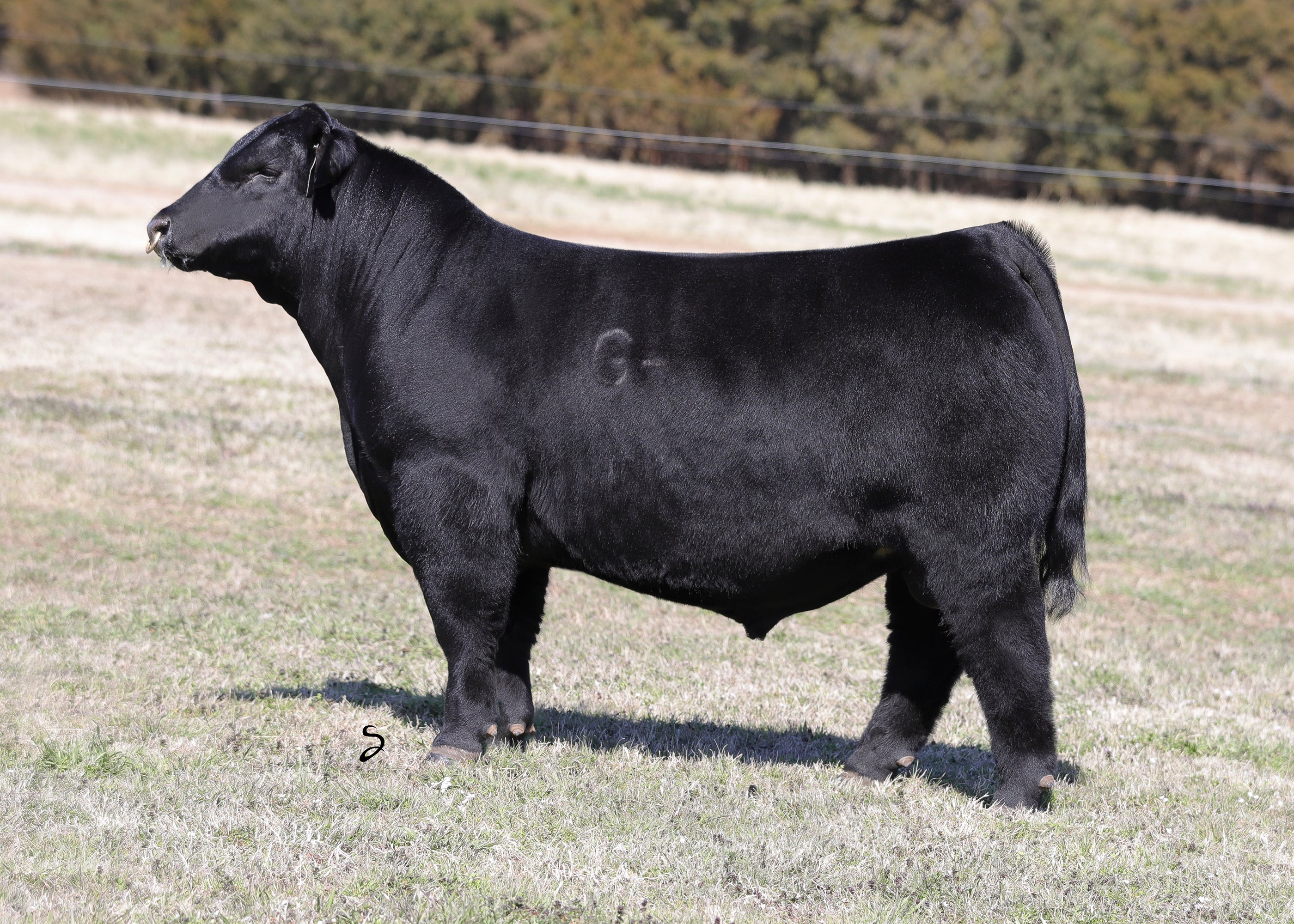 Maine Anjou – GRISWOLD CATTLE