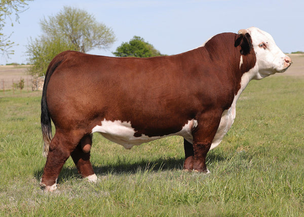 Fast Ball – GRISWOLD CATTLE
